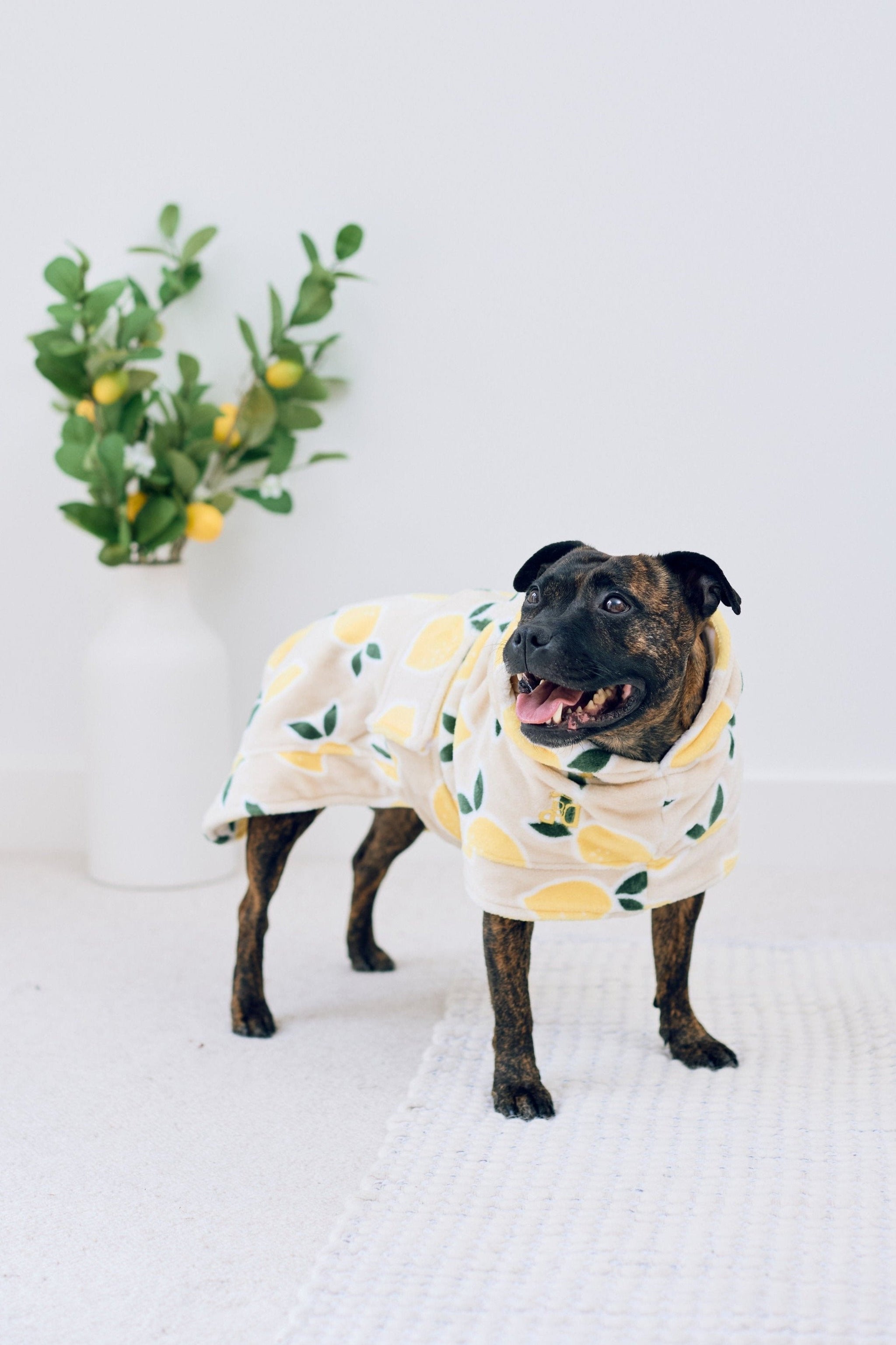 Dog Lounge Robe | Cutie Frutti, Lemon – Darren & Phillip